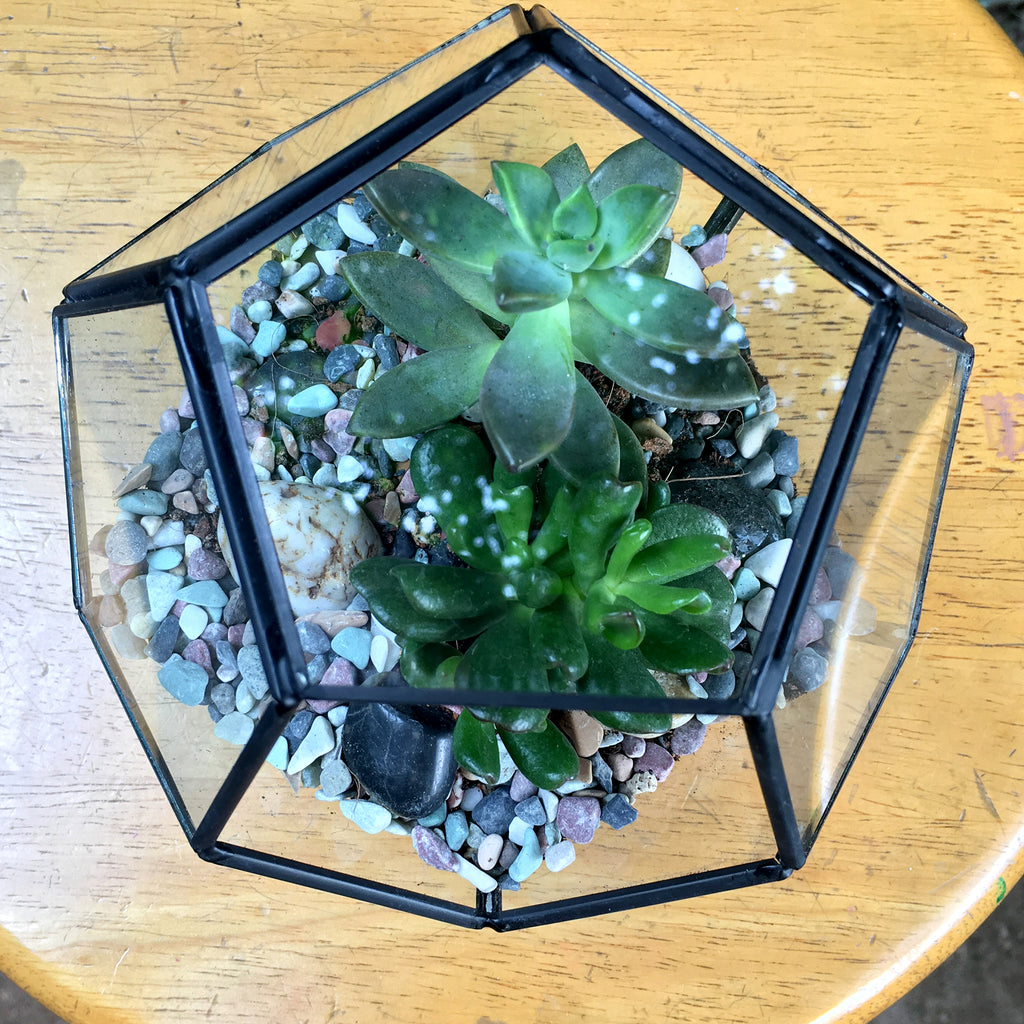 Geode Design Medium Copper Frame Terrarium - Black | Giftr - Malaysia's ...