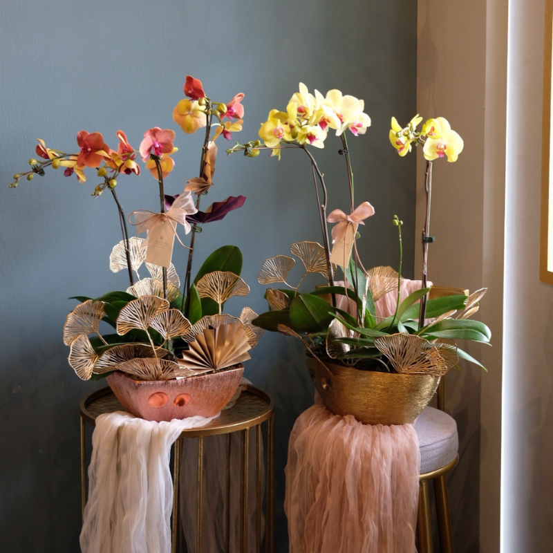 Phalaenopsis Orchid (Penang Delivery Only) | Giftr - Malaysia's Leading ...