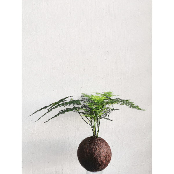 Asparagus Fern 'Setaceus' Kokedama - Ornamental Plant (Nationwide Deli ...