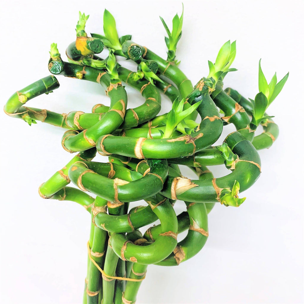 Lucky Bamboo – Curly Chinese New Year 2020 | Giftr - Malaysia's Leading ...